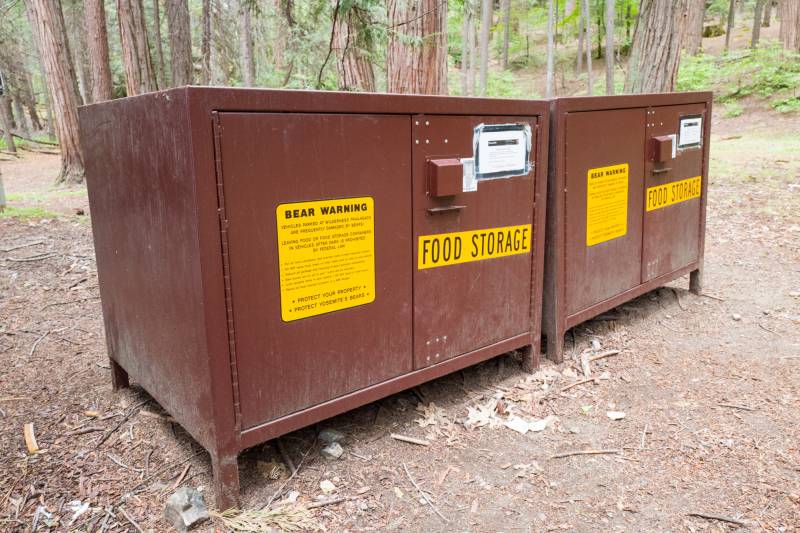 Camping in California? If a Bear Shows Up, Here's What to Do | KQED