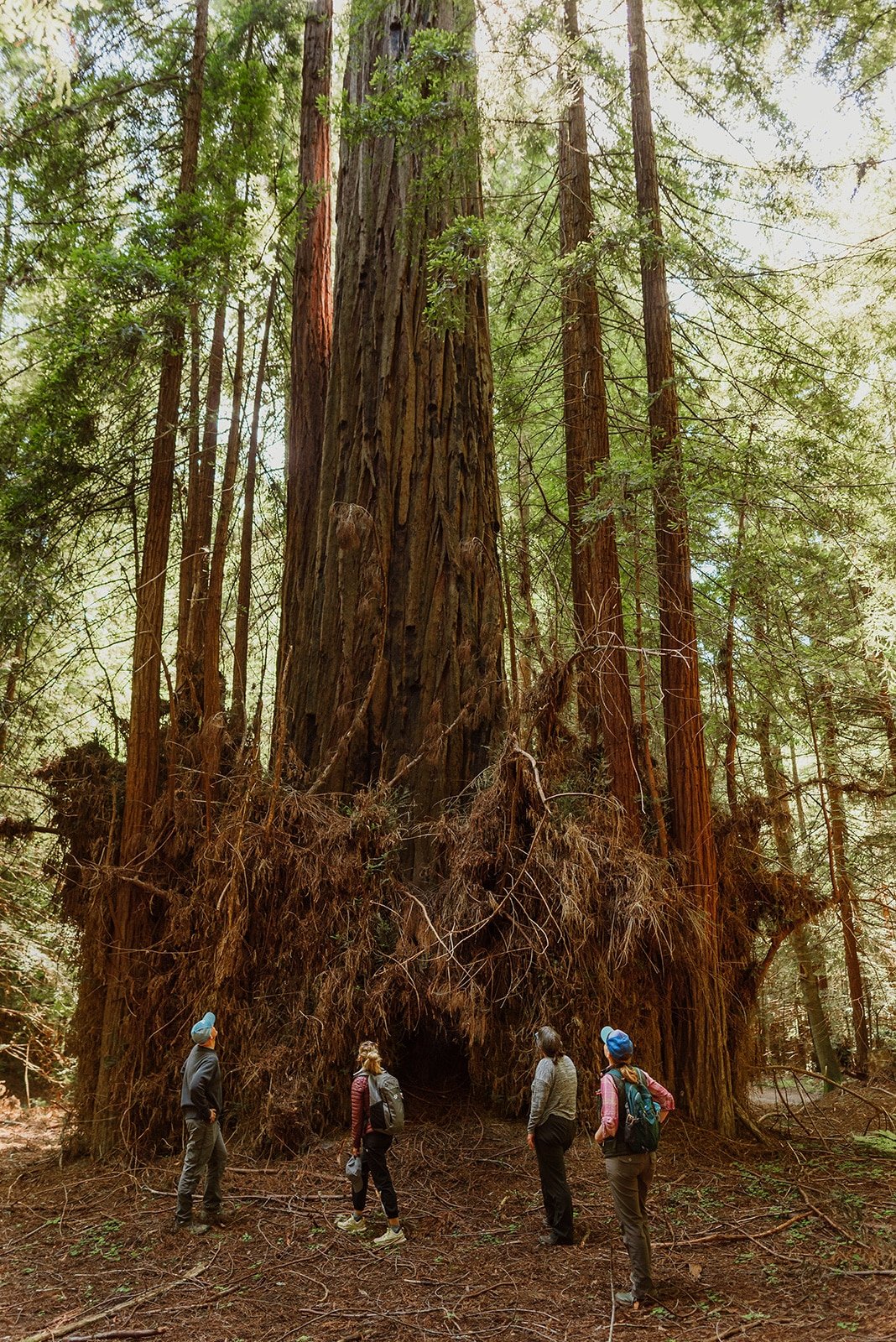 Historic Redwood Grove in Sonoma County Acquired for Conservation ...