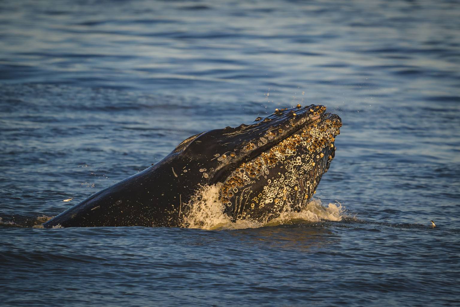 Whale Sightings Surge Around the Bay Area, Stirring Up a Frenzy on ...