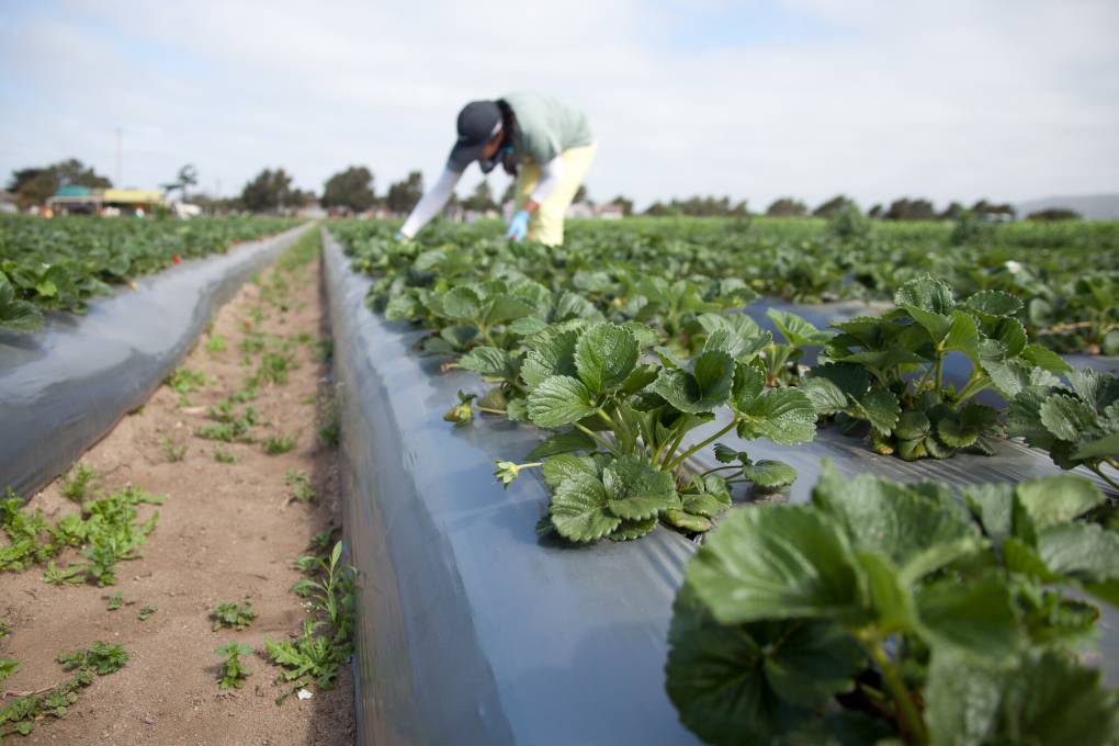 California Contractor Accused of Firing Farmworkers Who Suffered in ...