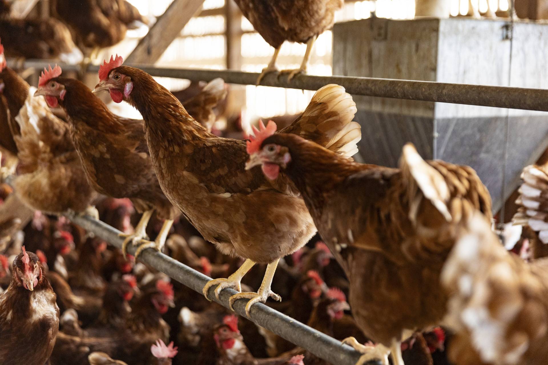 Berkeley Animal Rights Activist Found Guilty in Sonoma Chicken Theft ...
