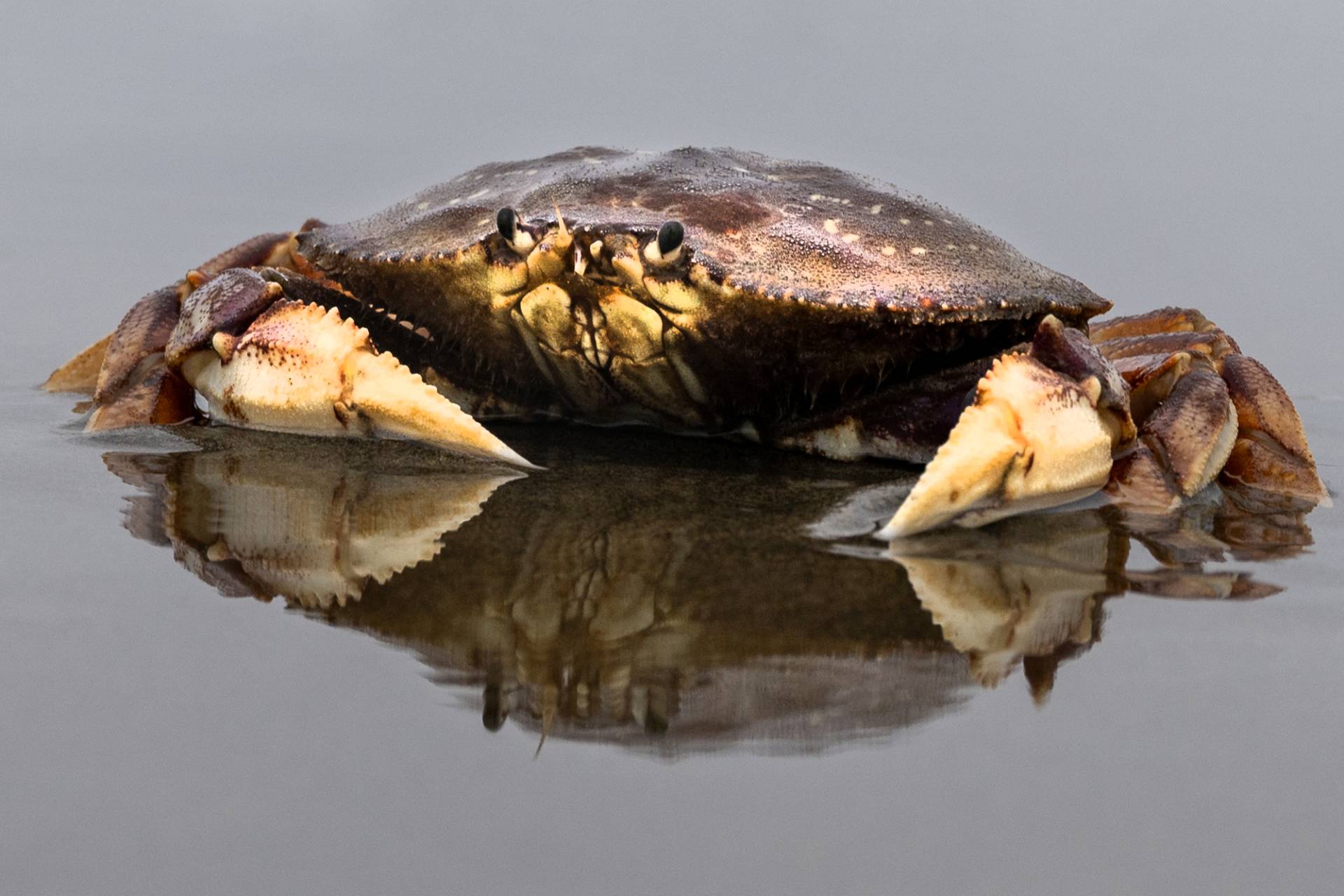 Yes, You Can Still Catch Fresh, Local Dungeness Crab for Thanksgiving ...