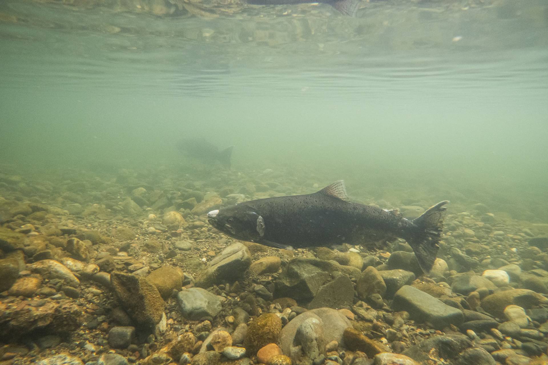 Will California's New Plan for Water Rules Save Salmon from Extinction ...