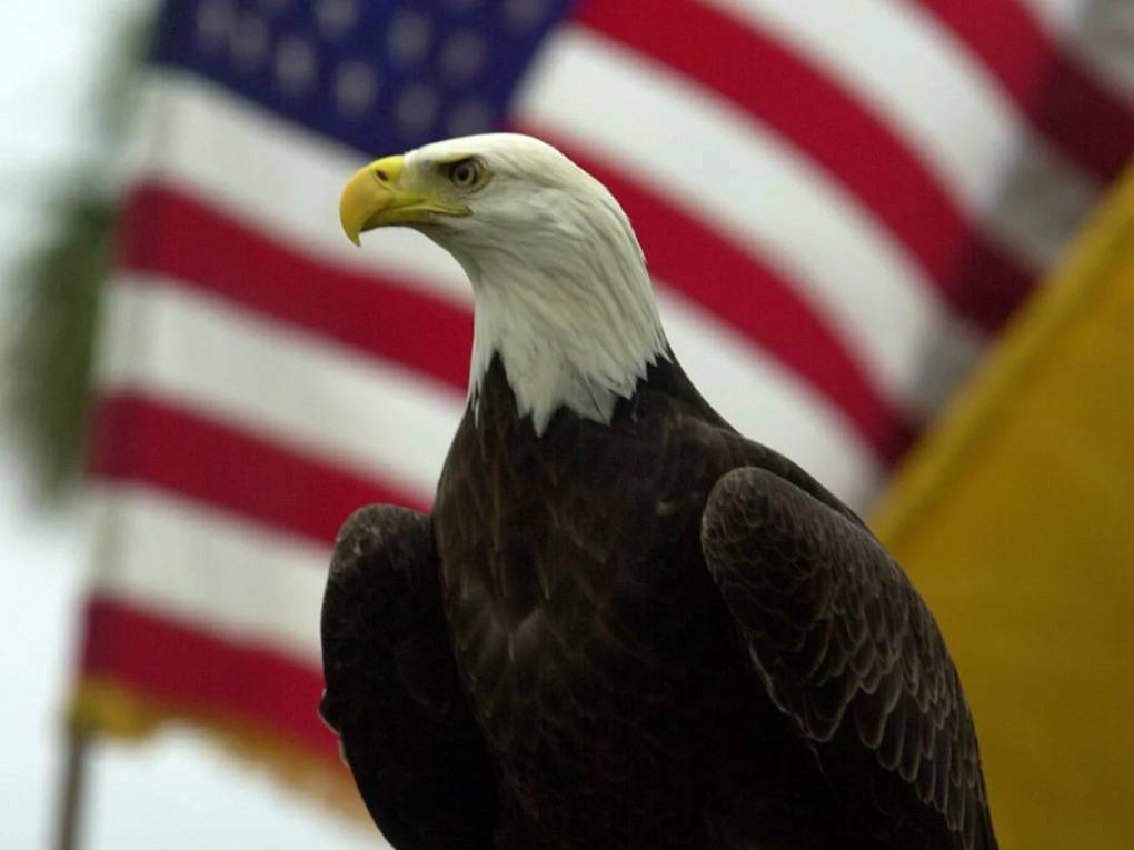 The Bald Eagle Isn't Officially the National Bird. Congress Is Trying ...