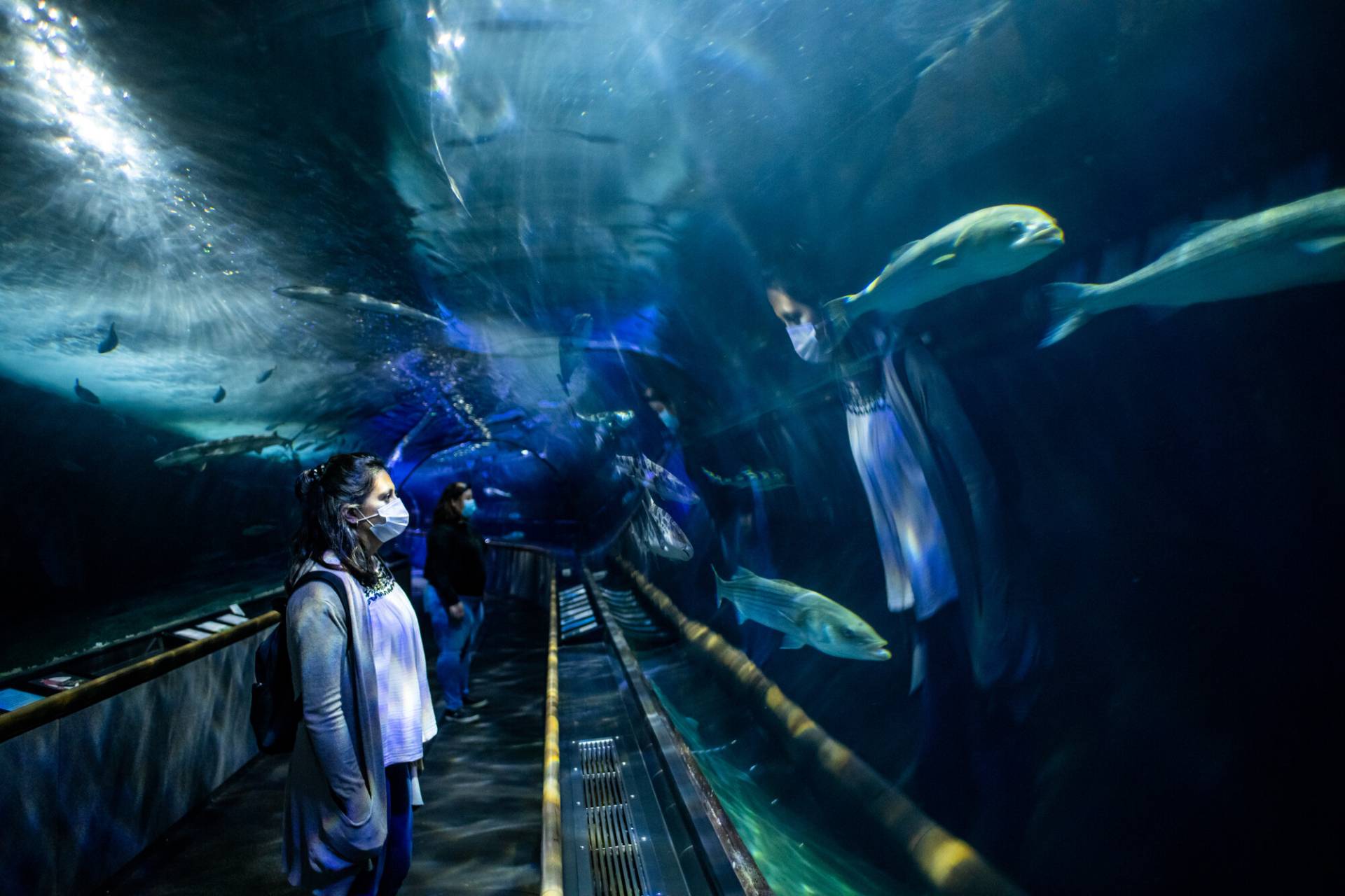 Free Things to Do in the Bay Area: Bookmark These Sites and Newsletters ...