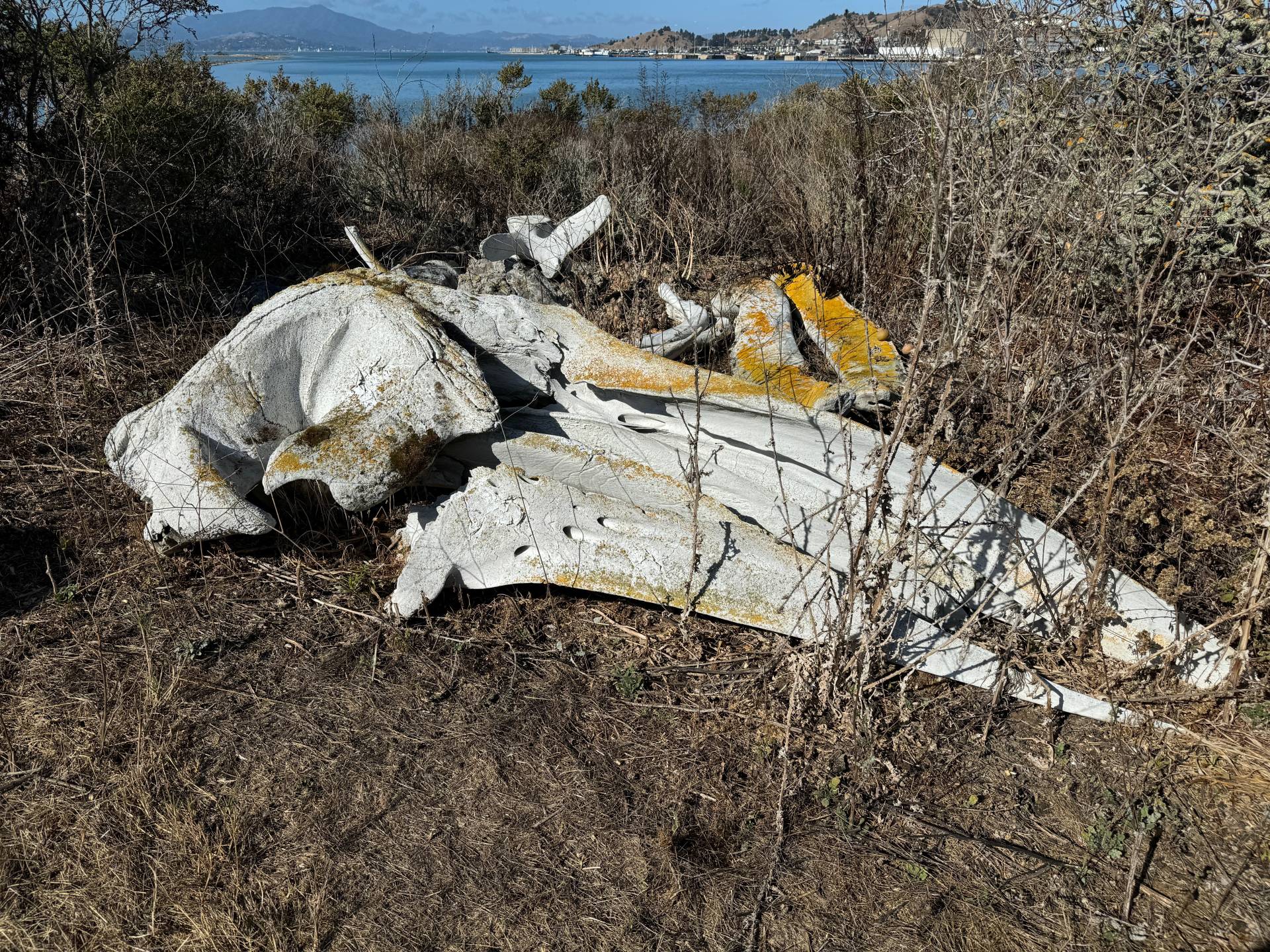 Discovering Brooks Island, a Scenic Surprise in San Francisco Bay | KQED