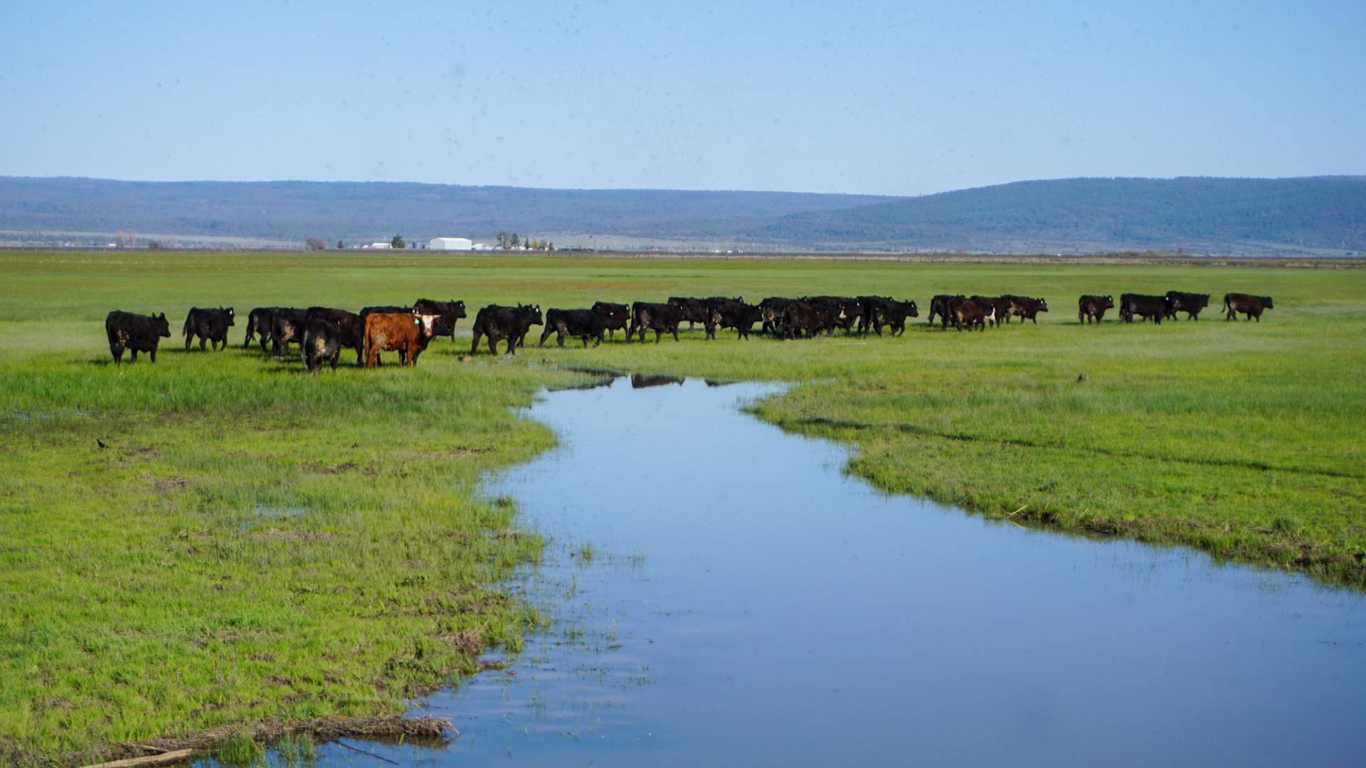 Wolves Roam California Again, Reviving Old Fears and New Conflicts in ...