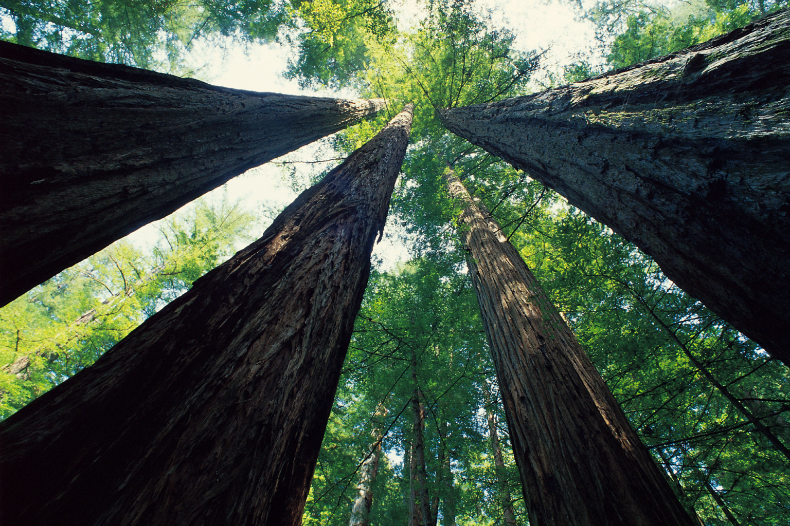 Muir Woods Reservations All Sold Out? Visit These 5 Bay Area Redwood ...