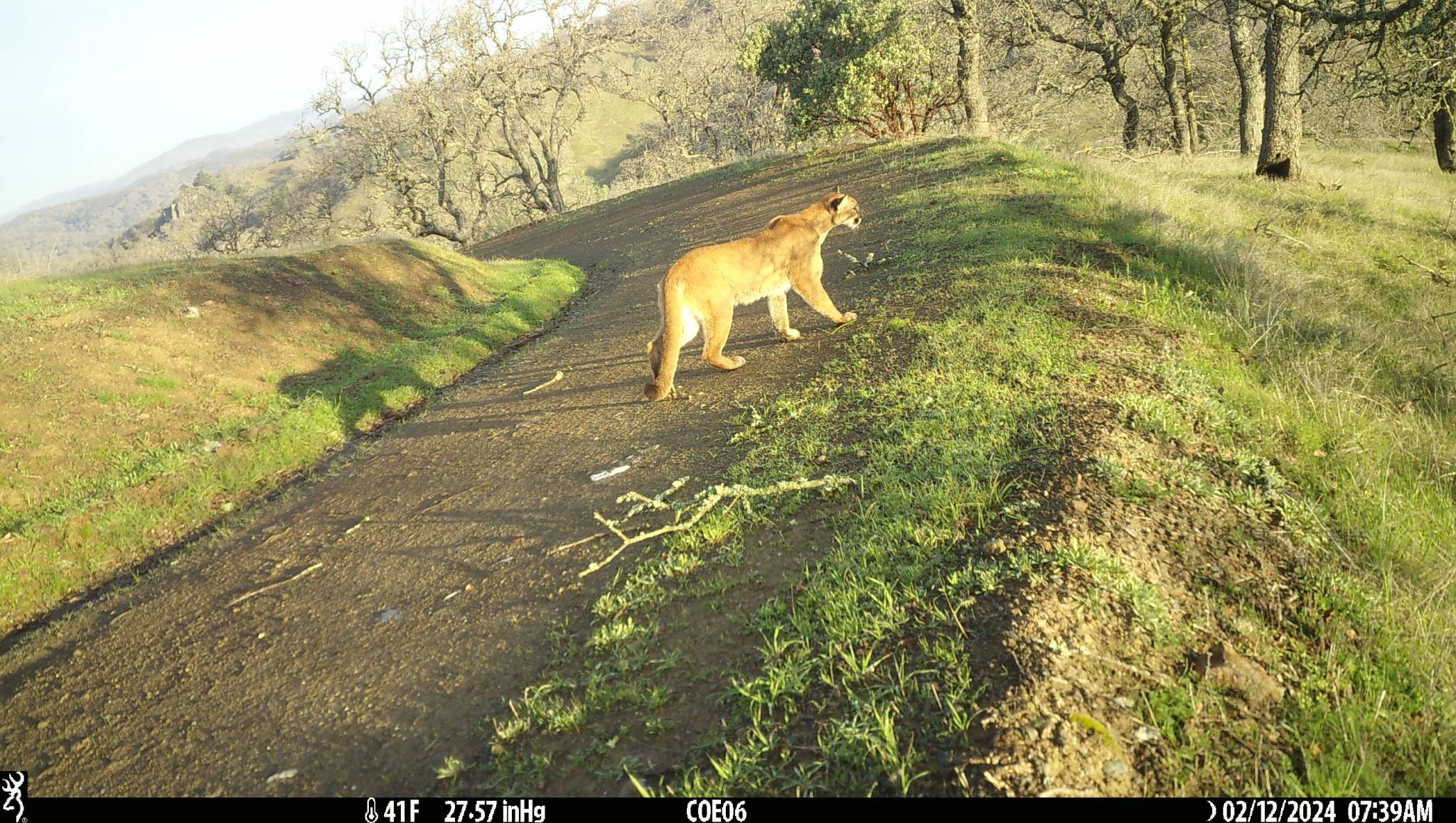 What to Do if You See a Mountain Lion in the Bay Area | KQED