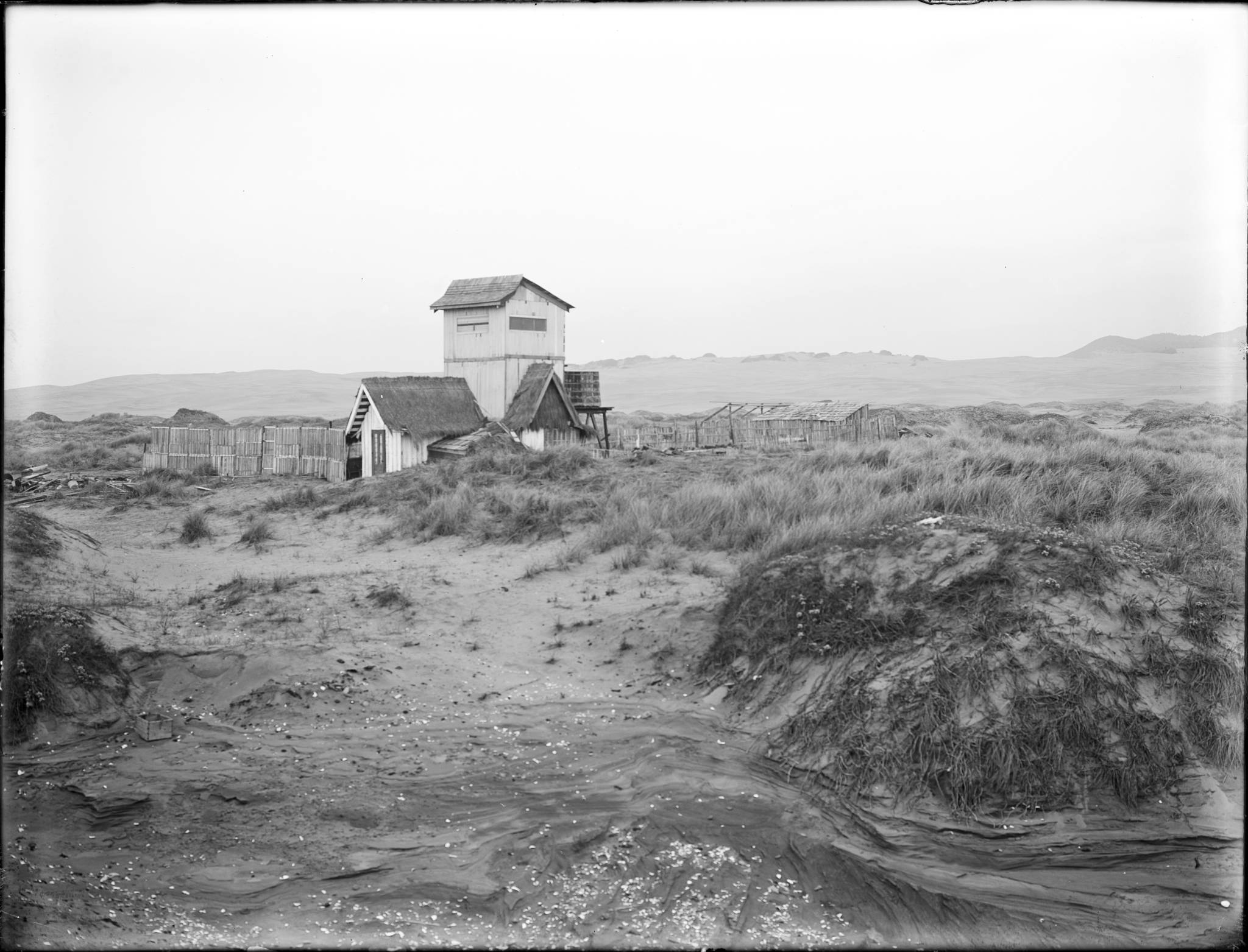 Is Extinction Permanent? Resurrecting California’s Xerces Blue ...