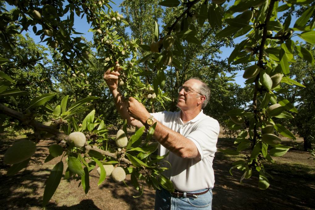 Many California Almond Growers Struggling To Stay Afloat | KQED