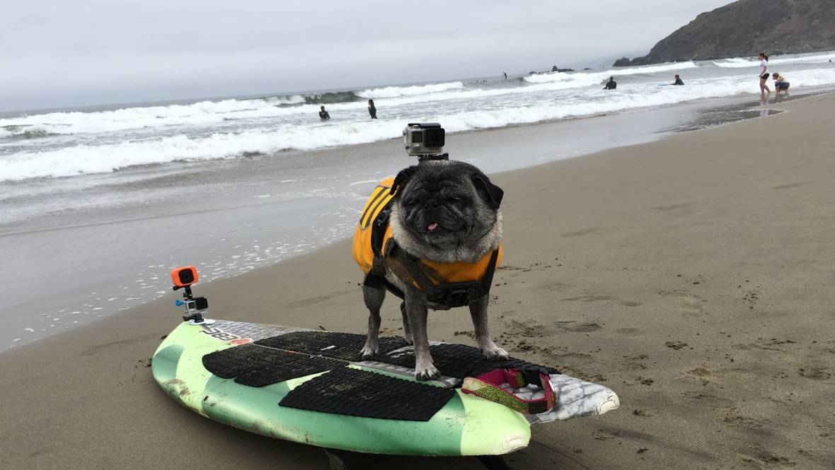 Surfing Dogs Crush It at NorCal Championships in Pacifica | KQED