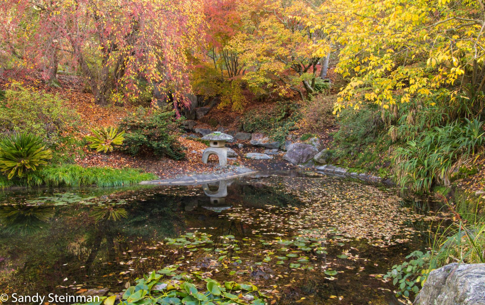 Fall Foliage: Where to See Seasonal Shades in the Bay Area | KQED