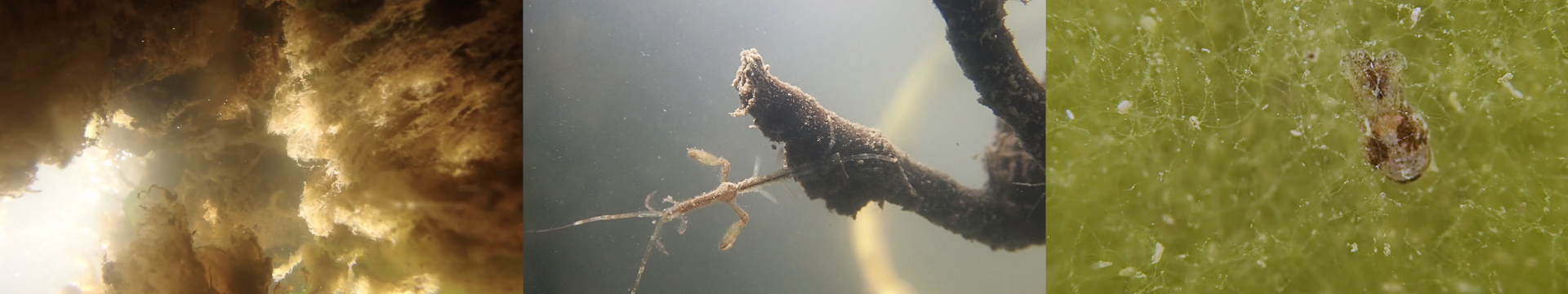 Two Artists, One Oyster-Filled Future, and the Vast Internet Archive | KQED