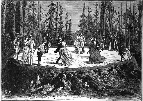 Giant Tree Stump Journeys From Sierra to S.F. Opera Stage | KQED