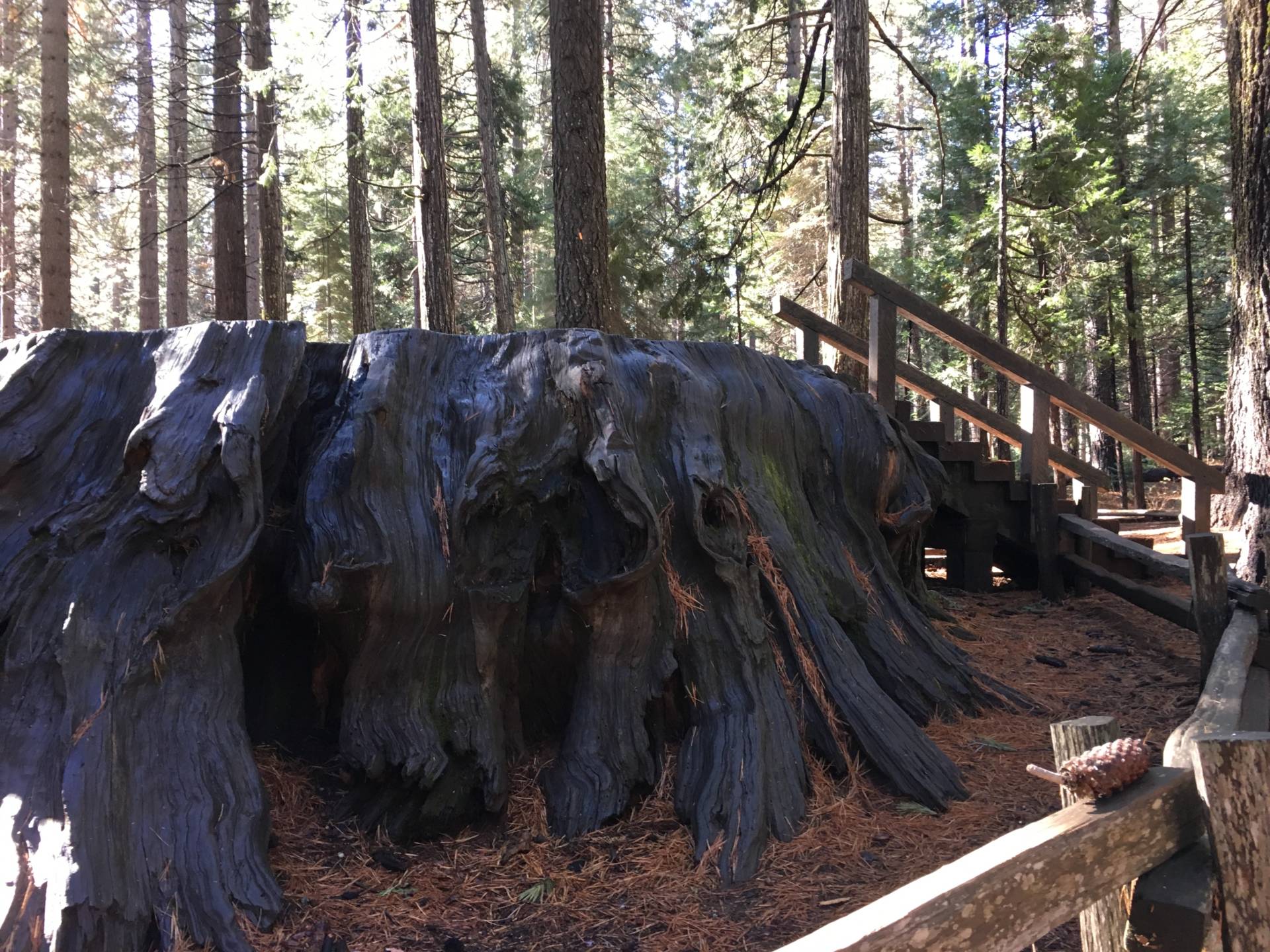 Giant Tree Stump Journeys From Sierra to S.F. Opera Stage | KQED