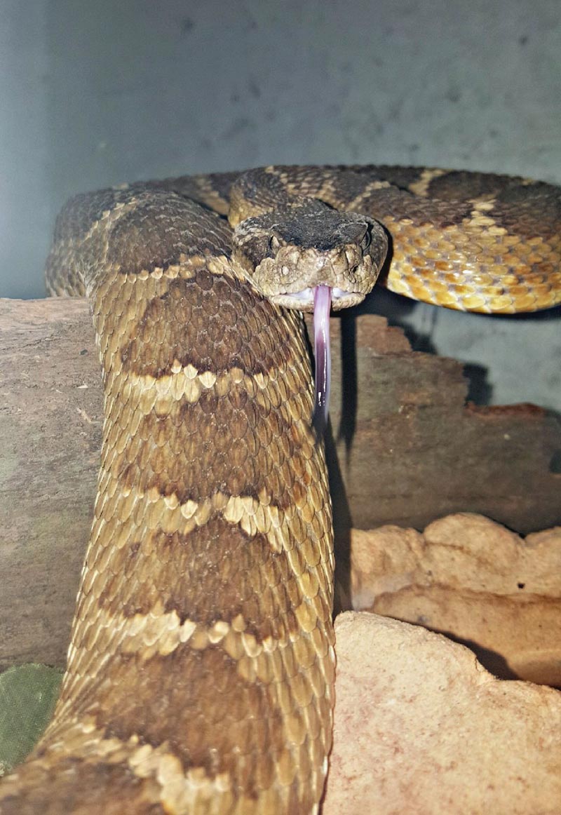 The Snake Man of East Oakland | KQED