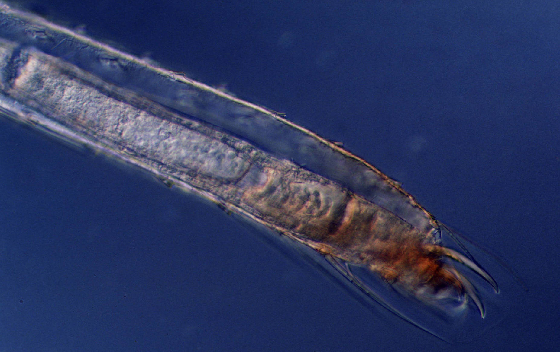 Tommy Orange's Novel 'There There' is a Gripping Portrait of Oakland | KQED