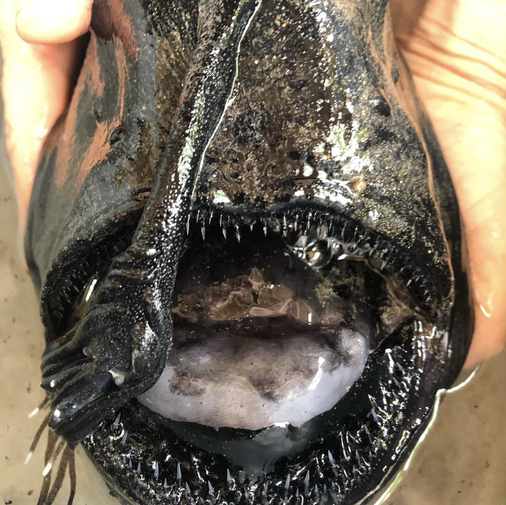 A Pacific Football Fish Just Arrived in California, and Now is the Time ...