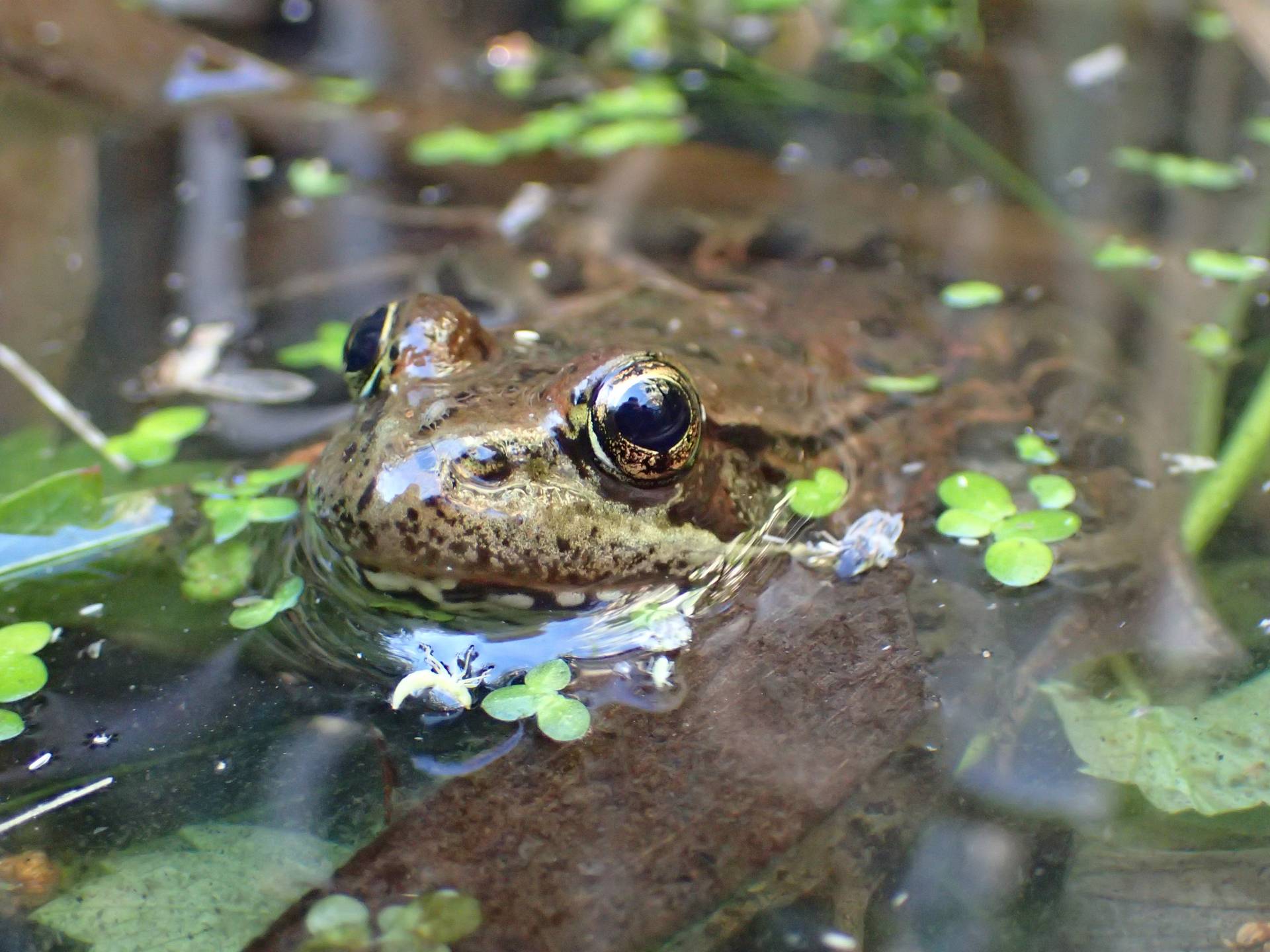 SFO’s Resident Snake Caretaker Talks San Francisco Garter Snakes (And ...