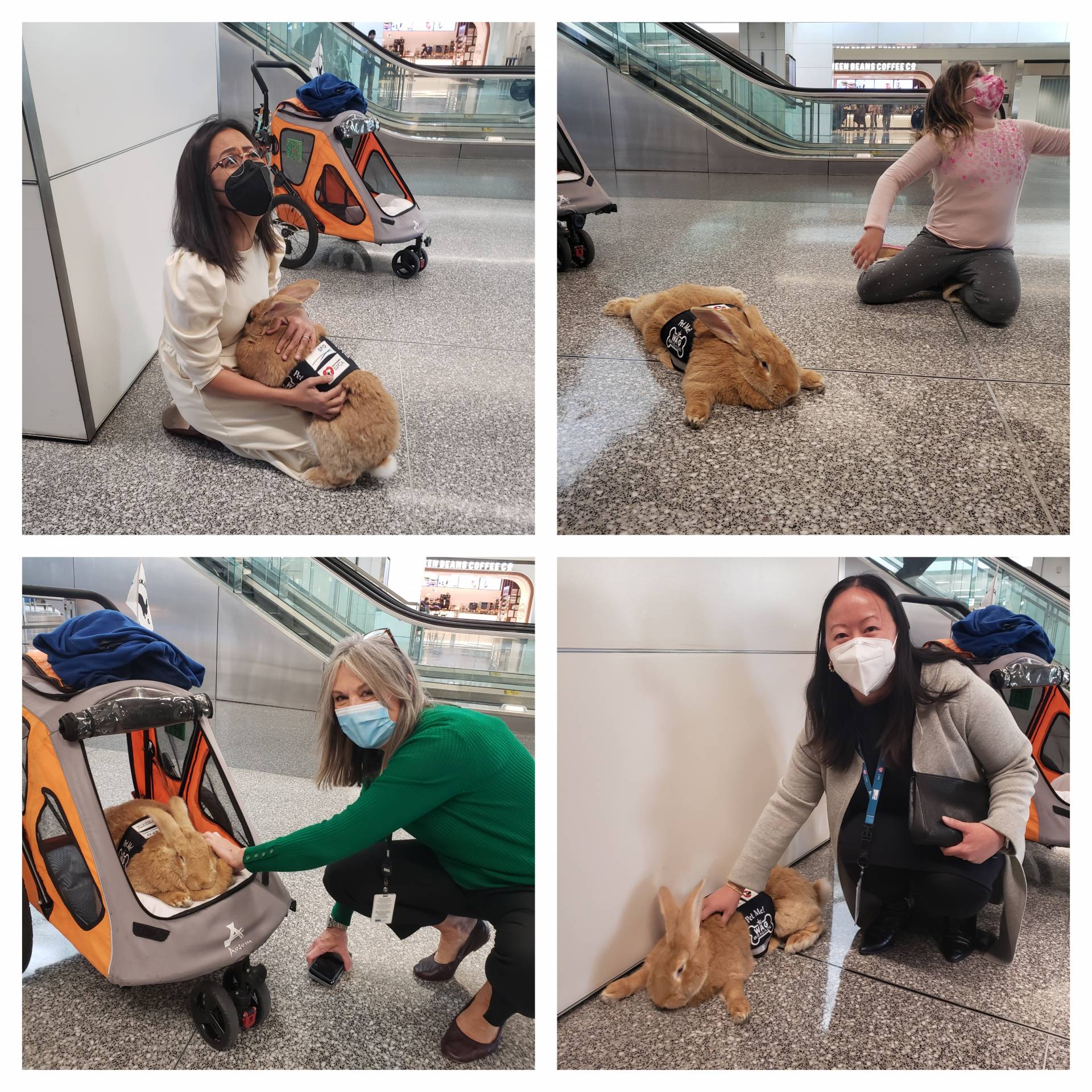 I Met SFO's Giant Rabbit Alex the Great, and Everything is Better Now ...