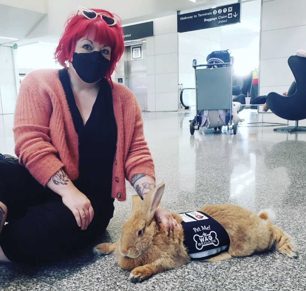 I Met SFO's Giant Rabbit Alex the Great, and Everything is Better Now ...