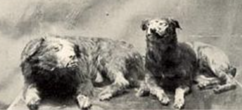 Bummer and Lazarus: An Epic Gold Rush Tale of Triumph and Tragedy | KQED