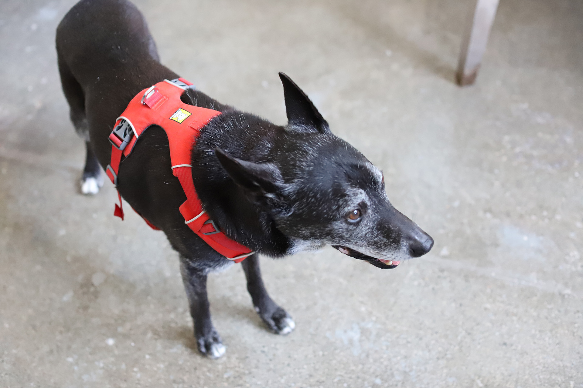 On ‘Mahal,’ Toro y Moi Shows Love to the Bay Area and His Filipino ...