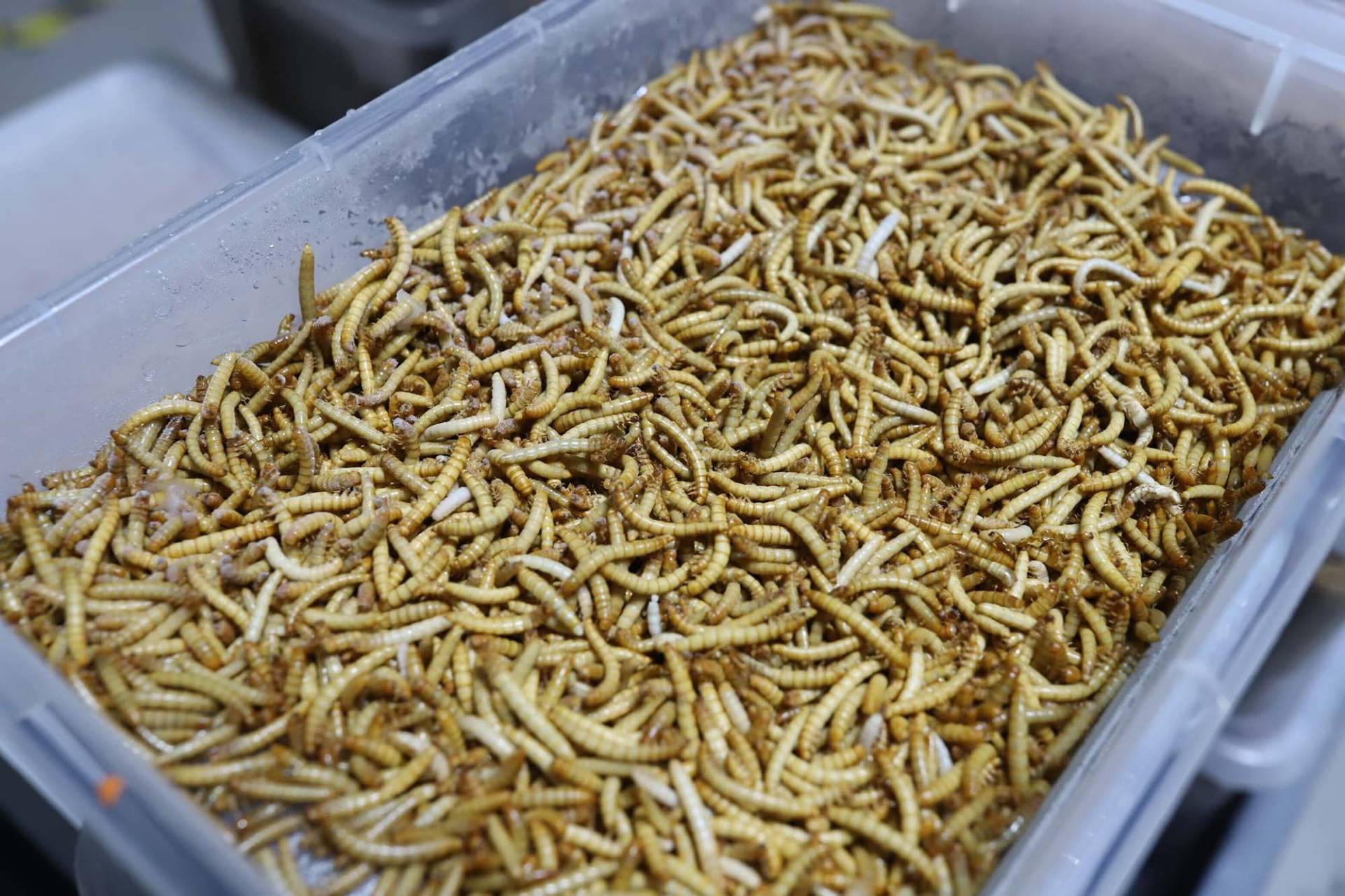 Don Bugito Is Making Edible Insect Snacks in San Mateo | KQED