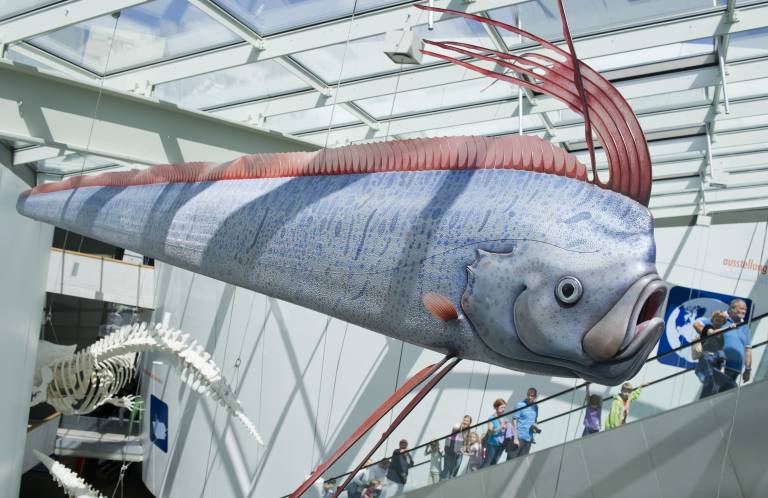 Giant ‘Doomsday Fish’ Found Dead in San Diego | KQED