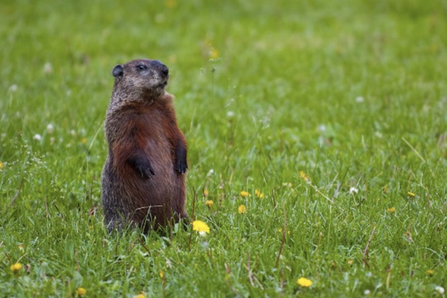 The Real History Behind Groundhog Day | KQED