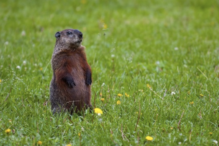 The Real History Behind Groundhog Day | KQED