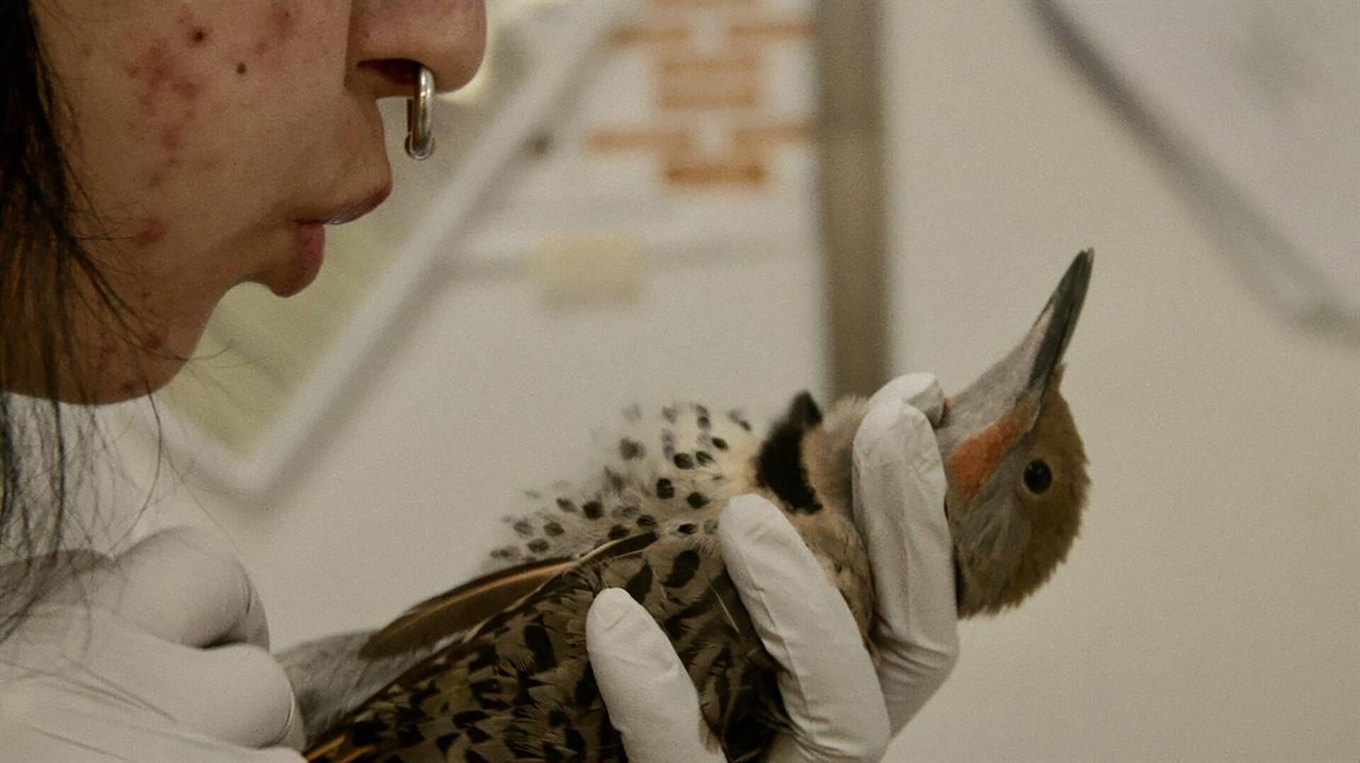 Former Sundance Director Now Helms Sebastopol Film Festival | KQED