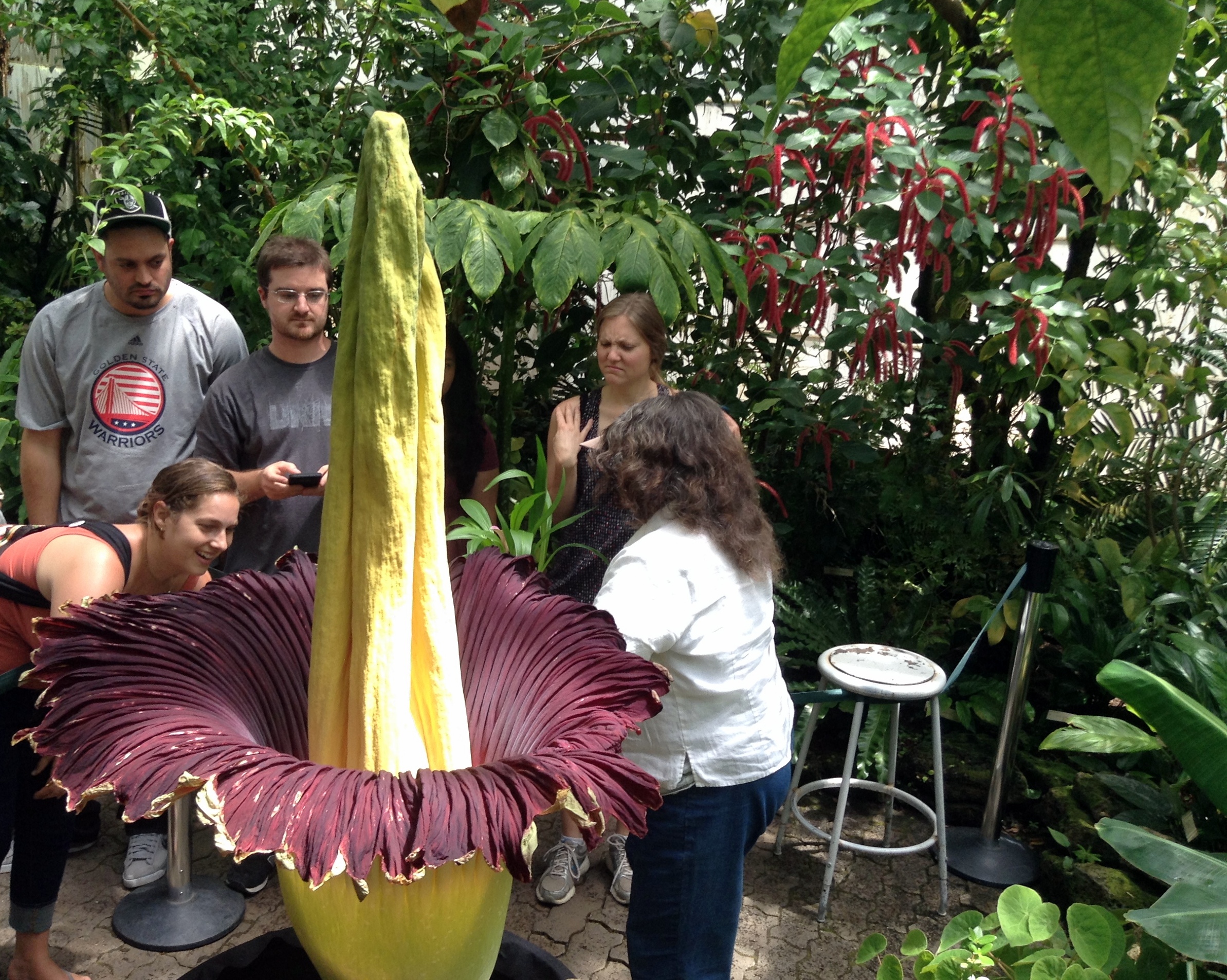 Berkeley 'Corpse Flower' Blooming Soon in All Its Disgusting Glory | KQED