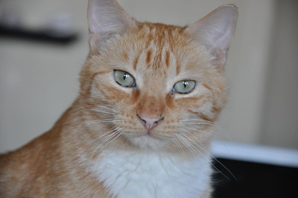 Hunter or Hunted: Why Animals Have Differently Shaped Pupils | KQED
