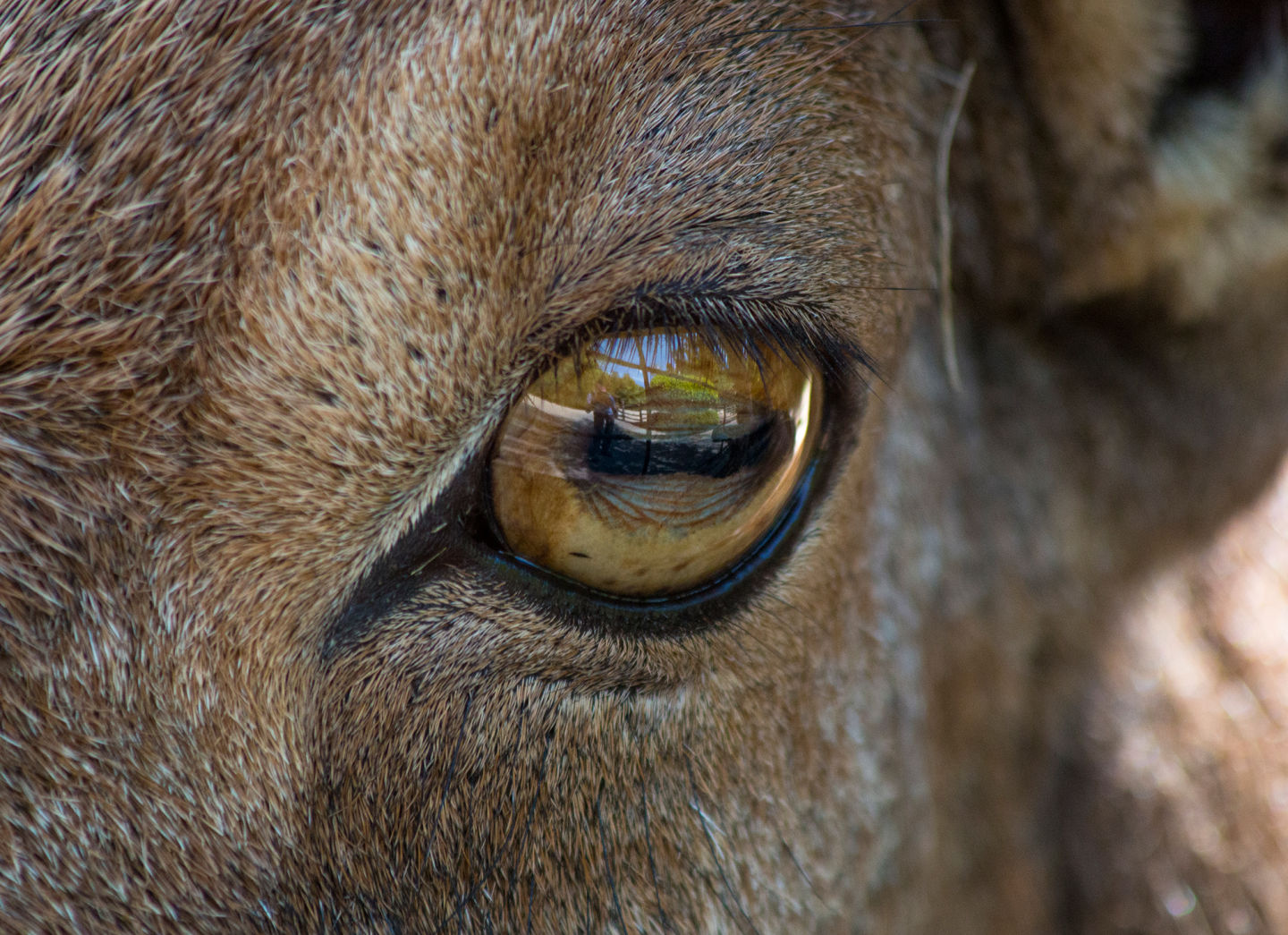 Hunter or Hunted: Why Animals Have Differently Shaped Pupils | KQED
