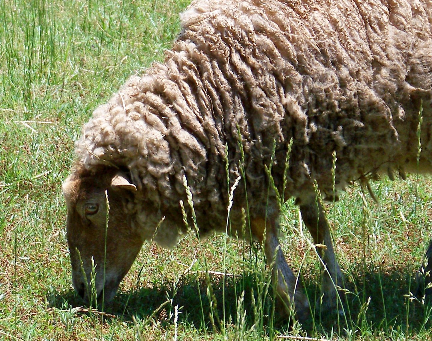 Hunter or Hunted: Why Animals Have Differently Shaped Pupils | KQED