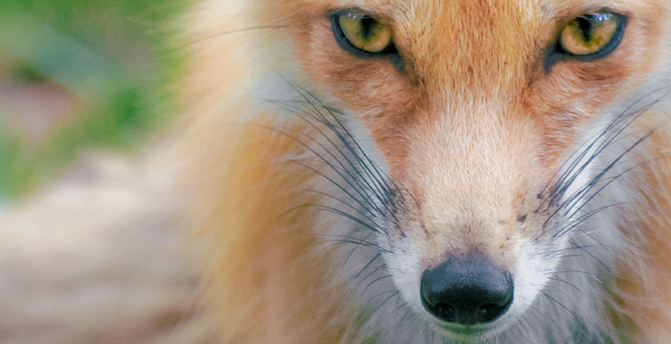 Hunter or Hunted: Why Animals Have Differently Shaped Pupils | KQED