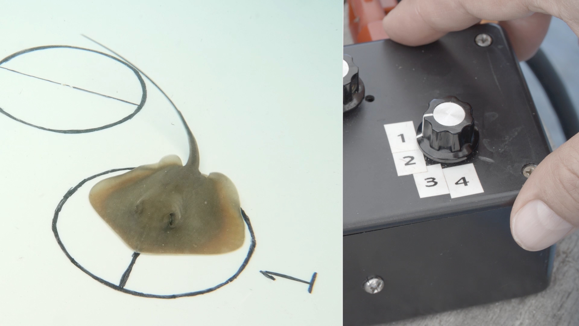 How Do Sharks and Rays Use Electricity to Find Hidden Prey? | KQED