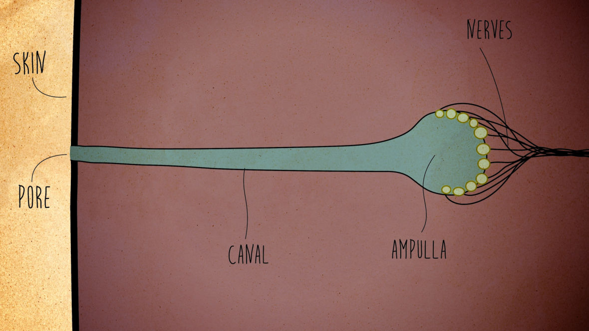 How Do Sharks and Rays Use Electricity to Find Hidden Prey? | KQED