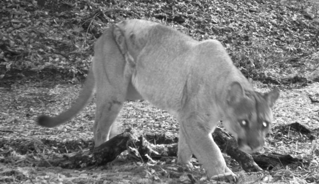 Wildlife Walkway Will Protect Pumas From Their Number One Predator ...