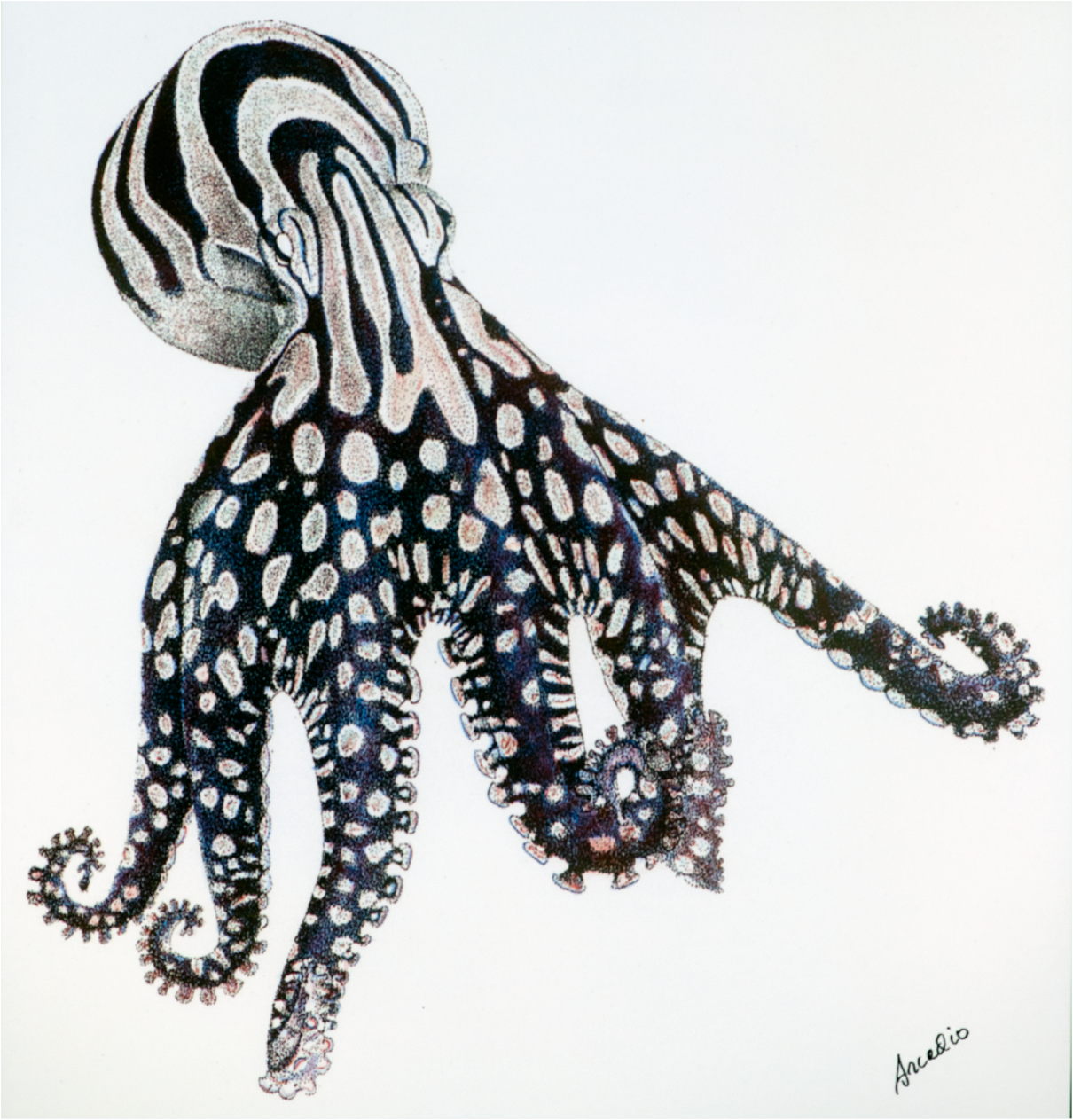 Harlequin Octopus Makes Scientists Question 'Anti-Social' Stereotypes ...
