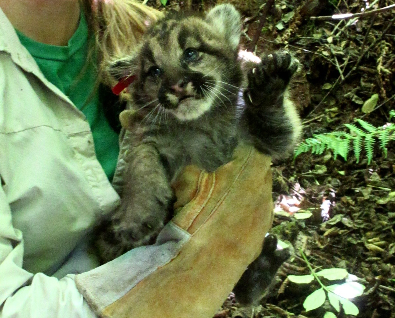 Wildlife Walkway Will Protect Pumas From Their Number One Predator ...