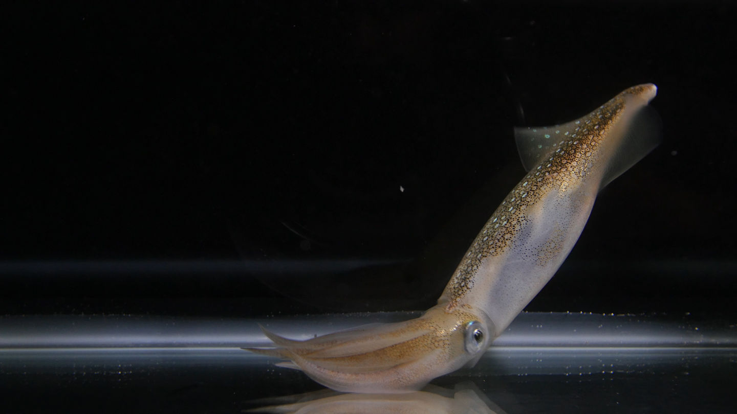 You're Not Hallucinating. That's Just Squid Skin. | KQED