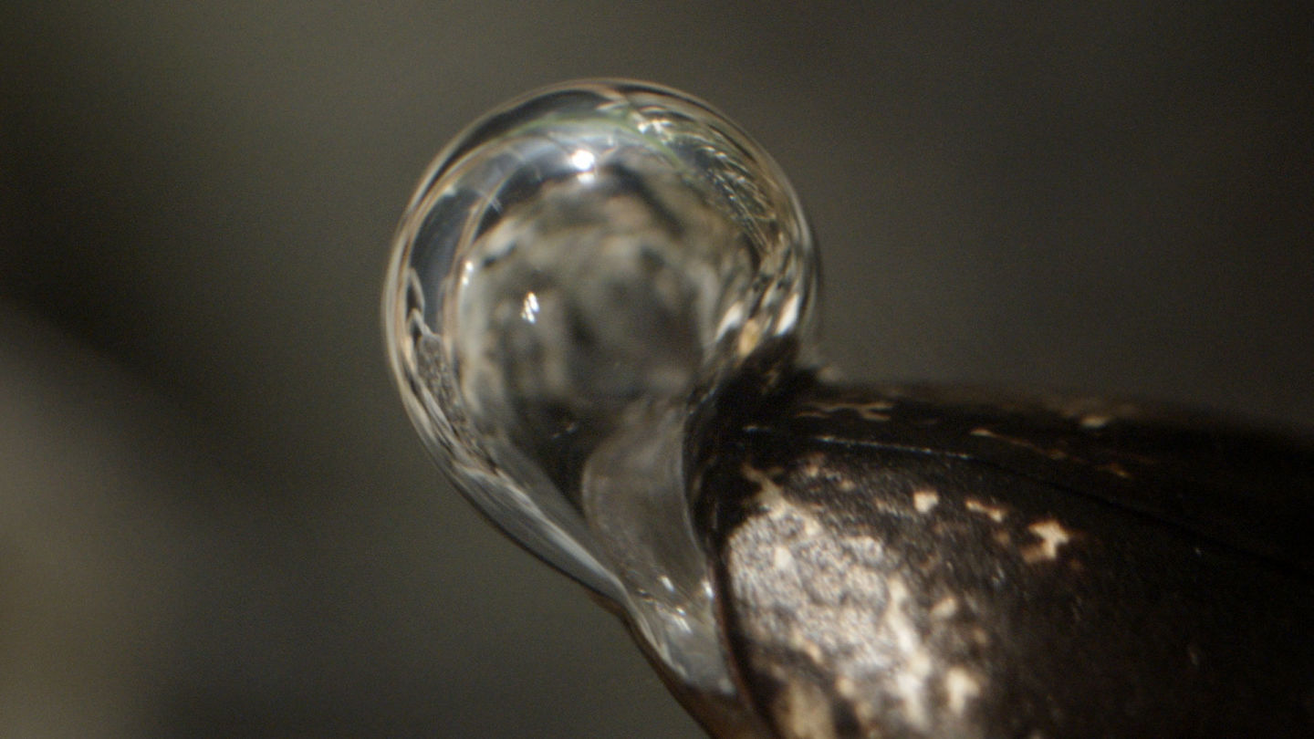 Nature's Scuba Divers: How Beetles Breathe Underwater | KQED