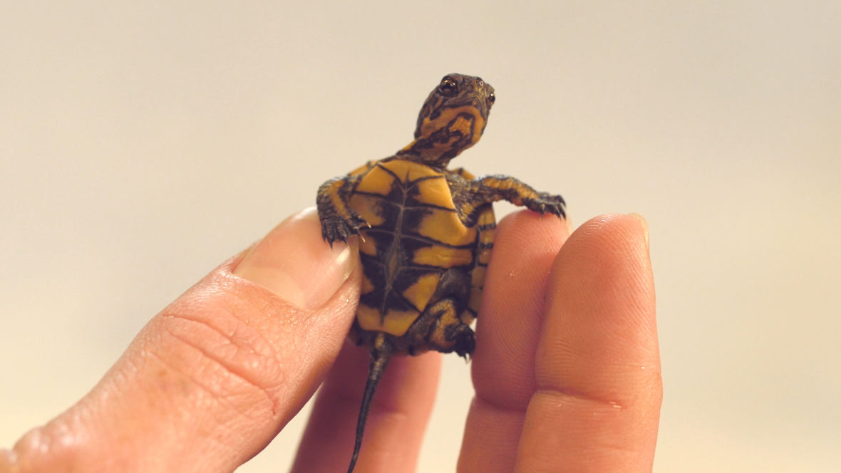 These Crazy Cute Baby Turtles Want Their Lake Back | KQED