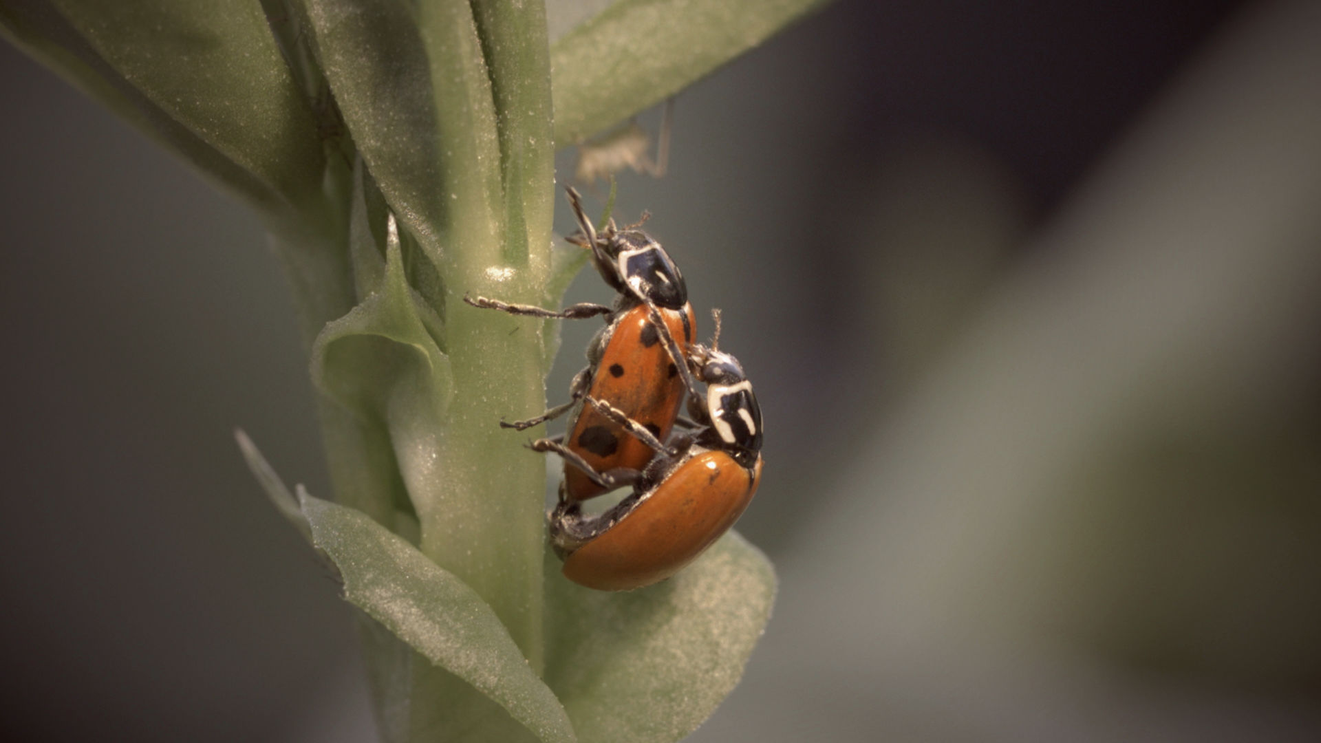The Ladybug Love-In: A Valentine's Special | KQED