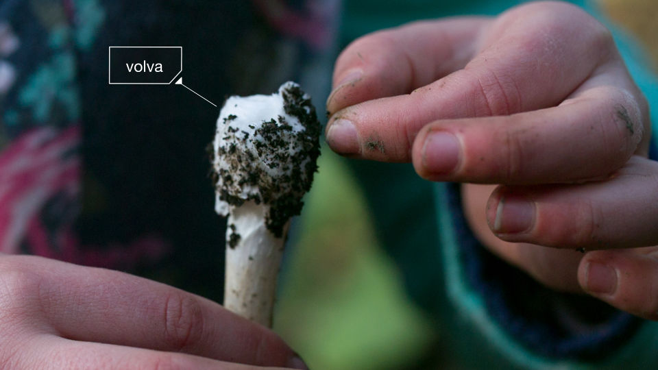 This Mushroom Starts Killing You Before You Even Realize It | KQED