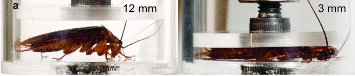 Cockroach Robot Could Come to Your Rescue | KQED