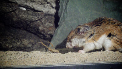 Stinging Scorpion vs. Pain-Defying Mouse | KQED